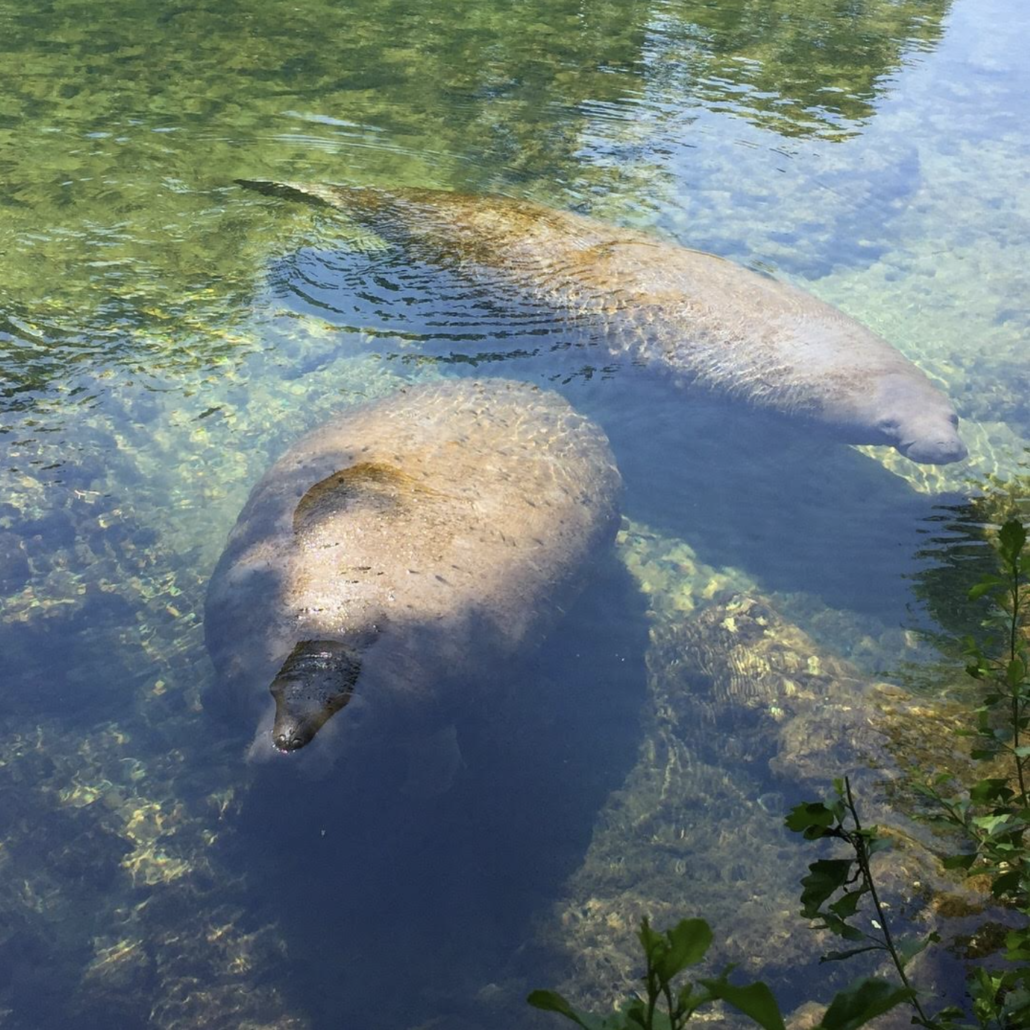 Manatee Summer - An Interview with Alum Evan Griffith! - Wild Things